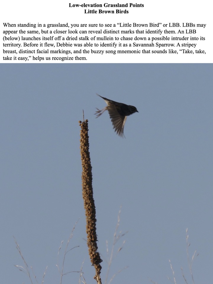 Late May 2021 Breeding Bird Point Counts | MPG Ranch