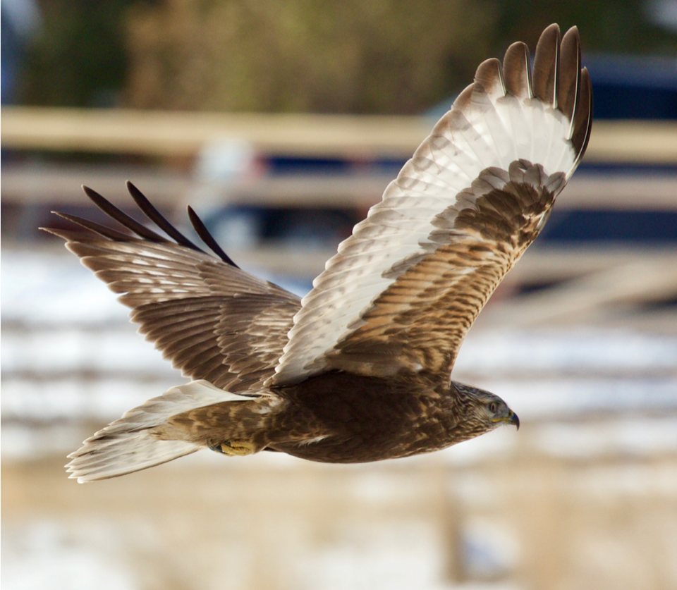 Winter Raptor Surveys in the Bitterroot Valley | MPG Ranch