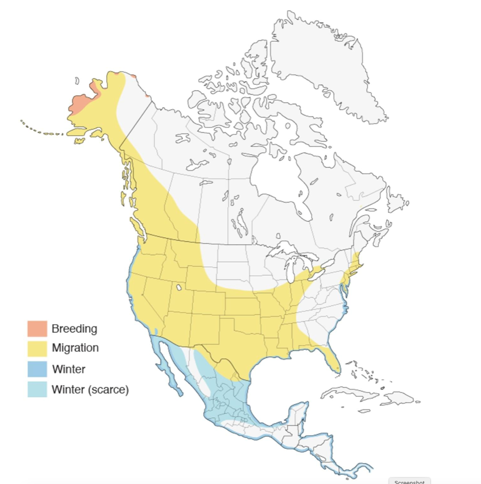 Western Sandpiper Migration Motus Detections | MPG Ranch