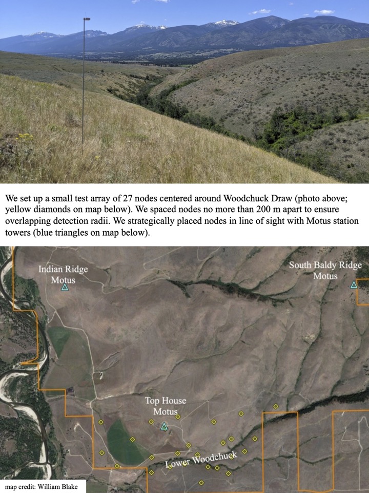 Testing Motus Technology on Localized Bird Movement | MPG Ranch