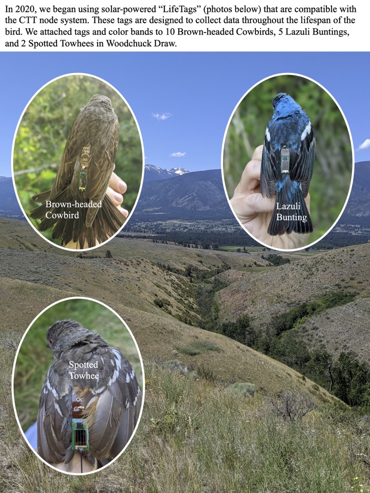 Testing Motus Technology on Localized Bird Movement | MPG Ranch