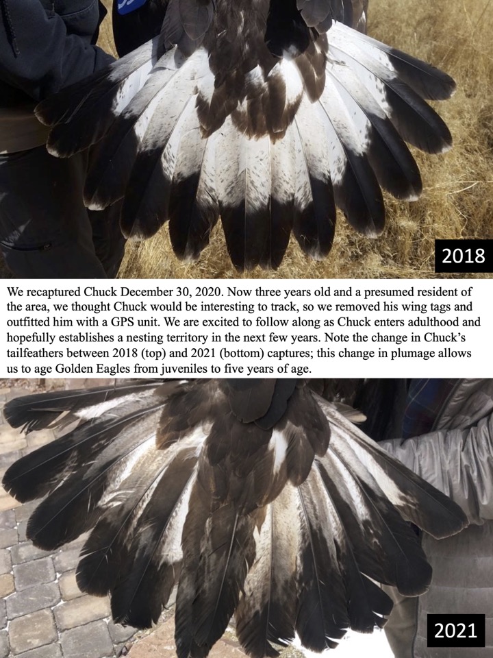 2020 - 2021 Winter Eagle Trapping | MPG Ranch