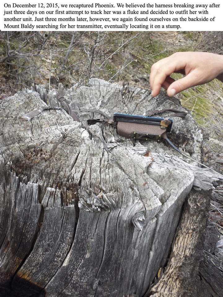 2020 - 2021 Winter Eagle Trapping | MPG Ranch