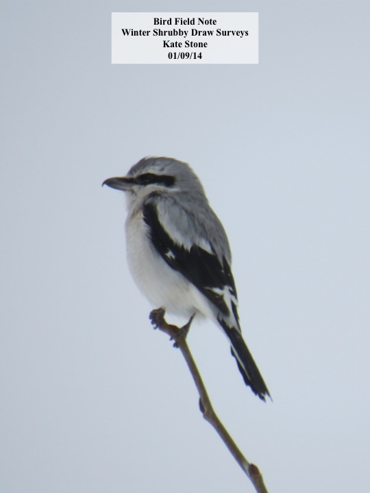 01-12-15 Bird Field Note | MPG Ranch