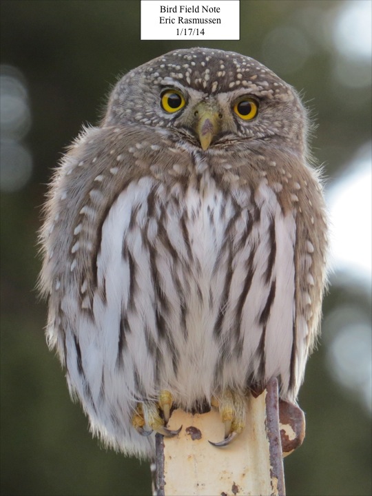 01-20-14 Bird Field Note | MPG Ranch