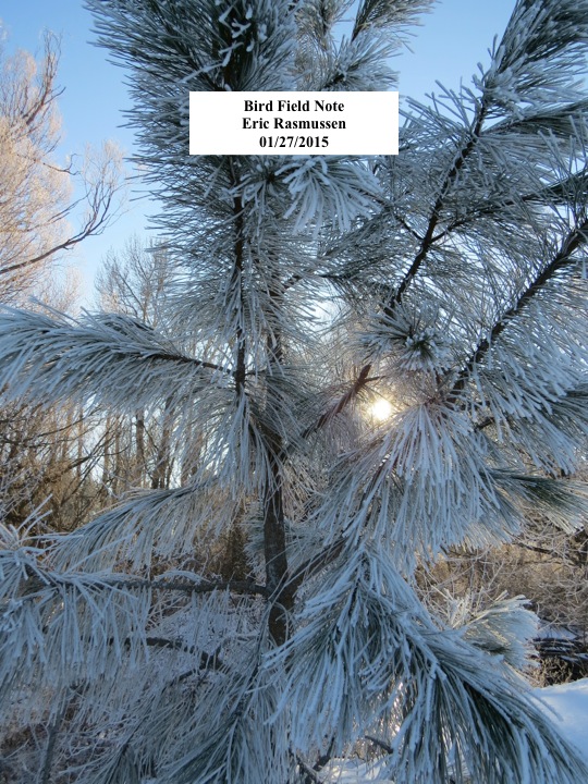 01-27-15 Bird Field Note | MPG Ranch