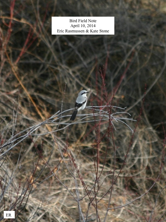 04-11-14 Bird Field Note | MPG Ranch