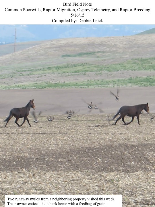 05-21-15 Bird Field Note | MPG Ranch