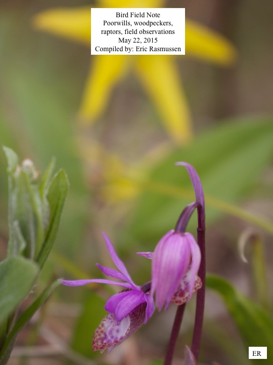05-28-15 Bird Field Note | MPG Ranch