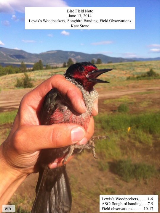 06-19-14 Bird Field Note | MPG Ranch