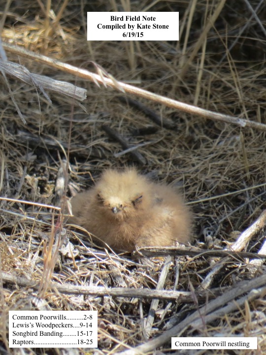 06-23-15 Bird Field Note | MPG Ranch