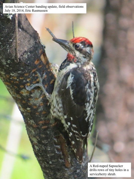 07-28-14 Bird Field Note | MPG Ranch