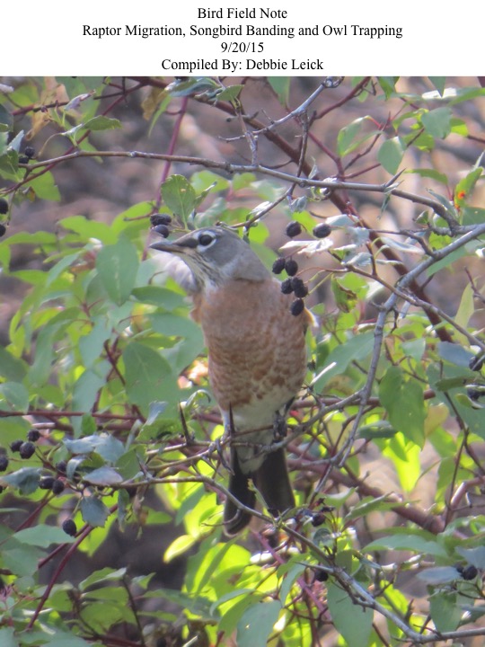 09-23-15 Bird Field Note | MPG Ranch