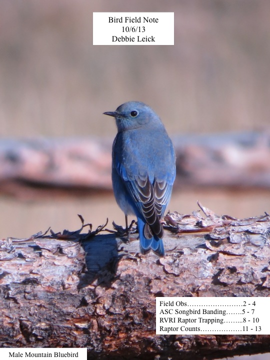 10-14-13 Bird Field Note | MPG Ranch