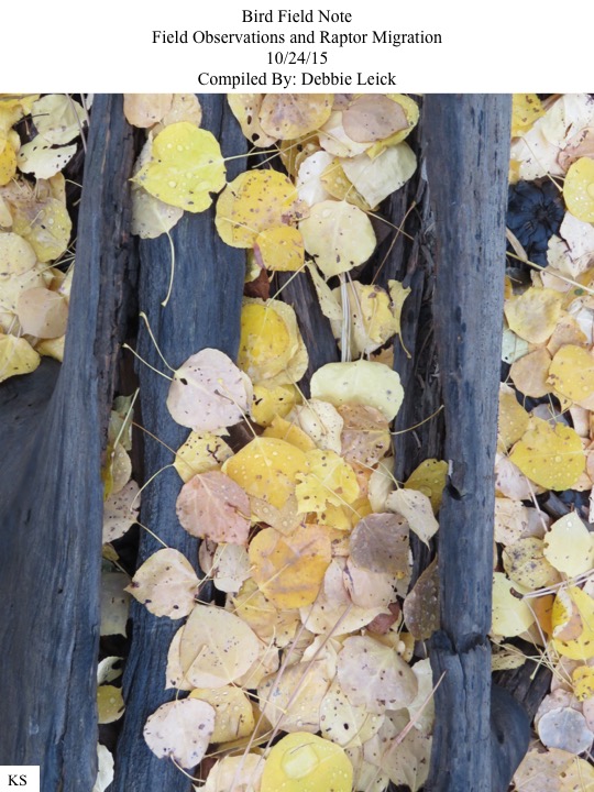 10-26-15 Bird Field Note | MPG Ranch