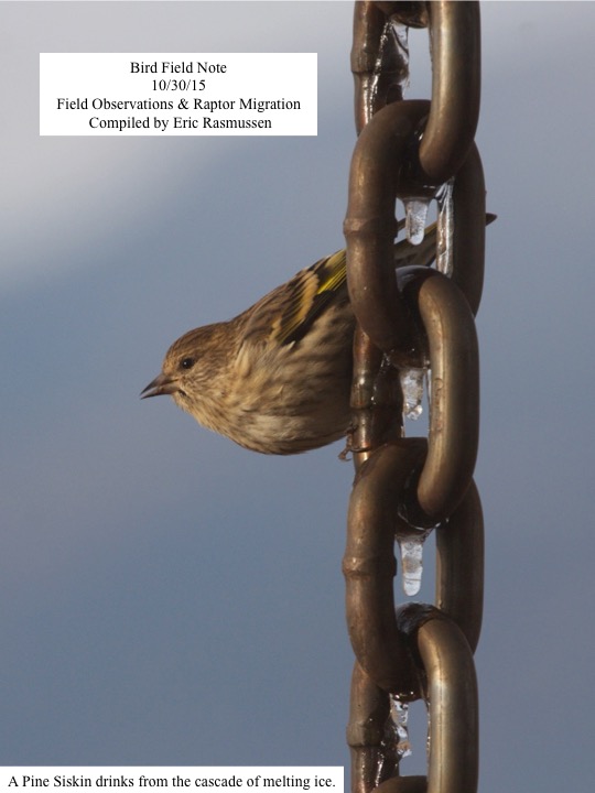 11-02-15 Bird Field Note | MPG Ranch