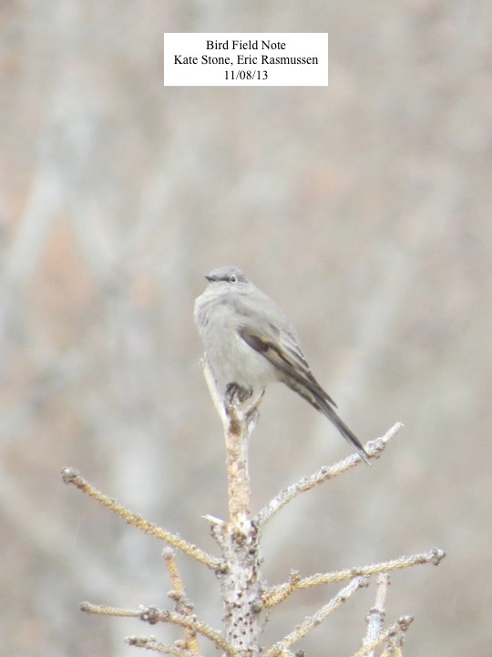11-12-13 Bird Field Note | MPG Ranch