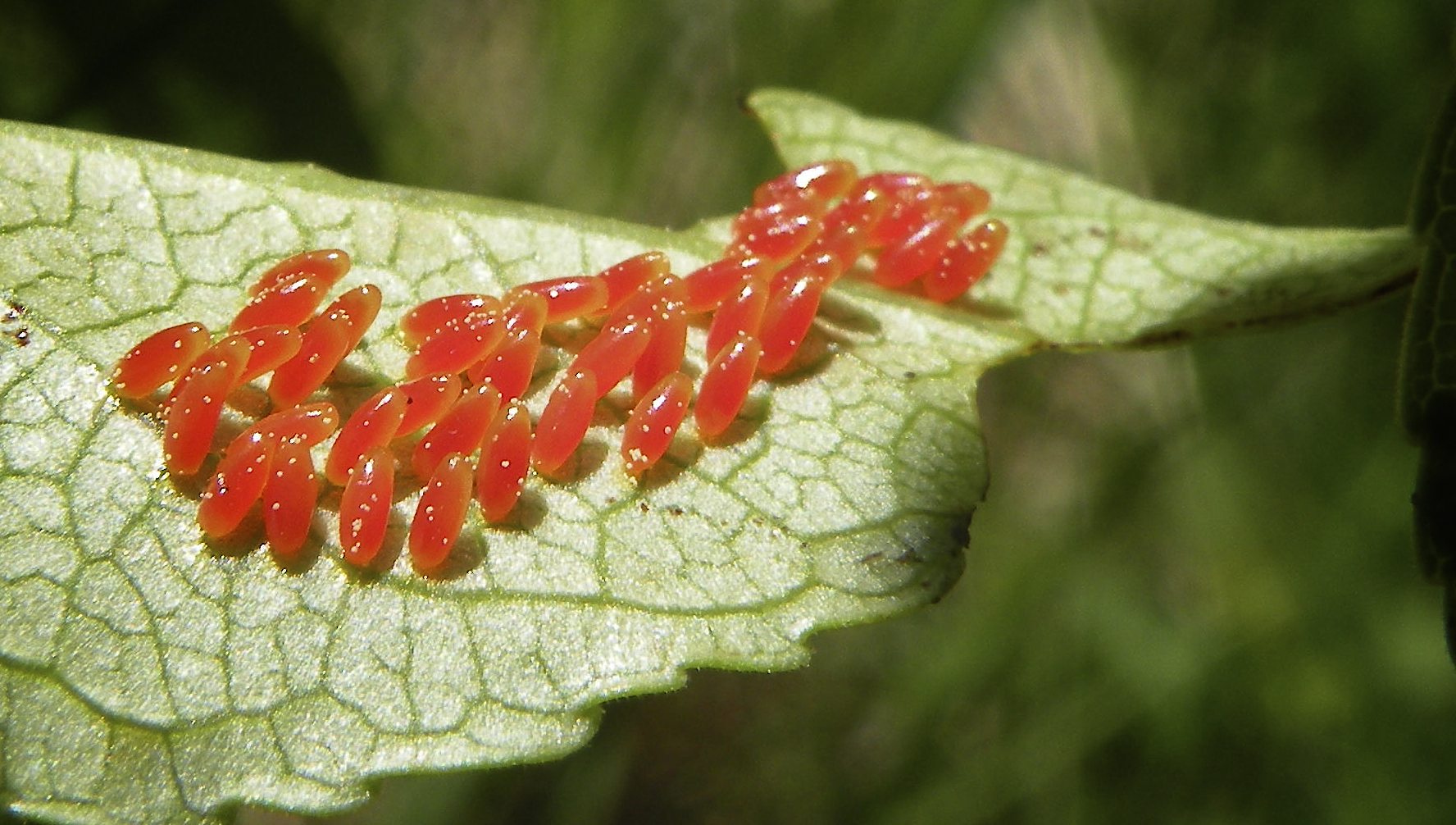 New Neutral Common Card - Scarab Egg : r/hearthstone