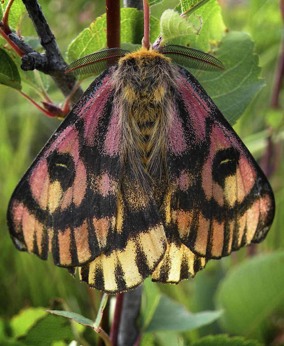 Sheep Moth by Jeff Clarke | MPG Ranch