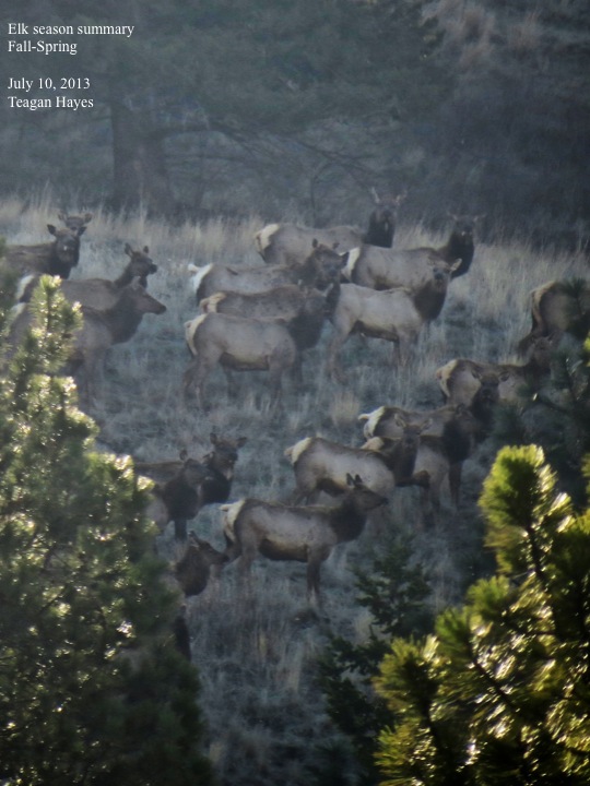 Elk Monitoring Summary | MPG Ranch