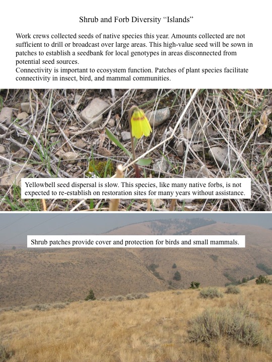 Shrub and Forb Diversity Islands | MPG Ranch