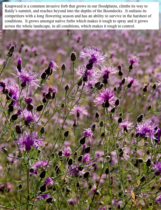 Knapweed Root Weevil and Seed Head Removal Update | MPG Ranch