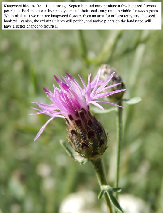 Knapweed Root Weevil and Seed Head Removal Update | MPG Ranch