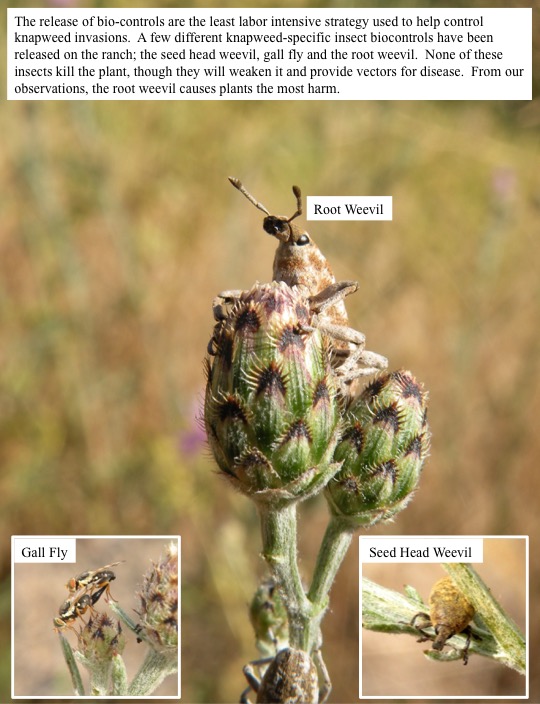 Knapweed Root Weevil and Seed Head Removal Update | MPG Ranch