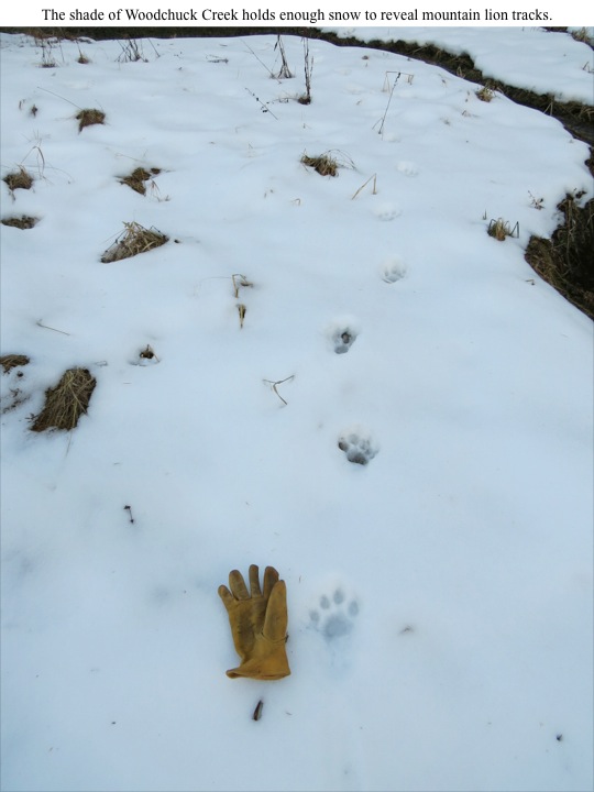 01-20-14 Bird Field Note | MPG Ranch