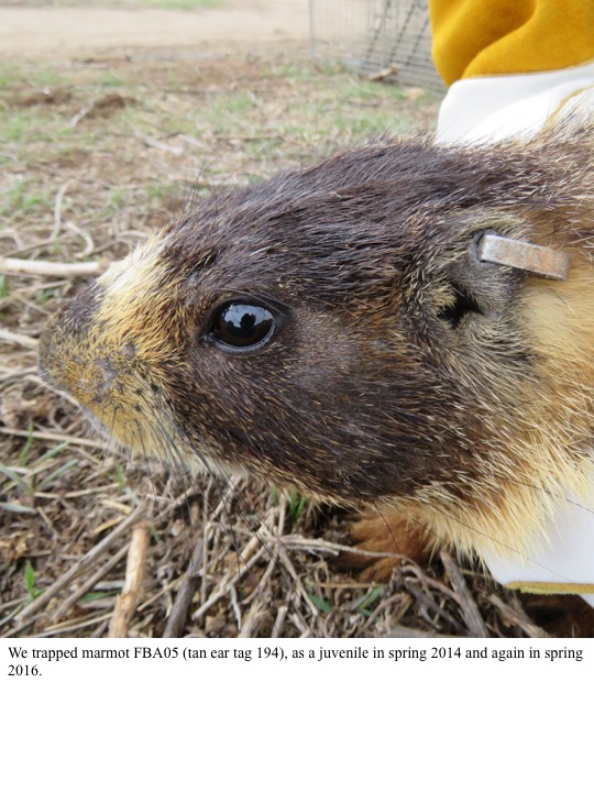 Spring 2016 Marmot Trapping | MPG Ranch
