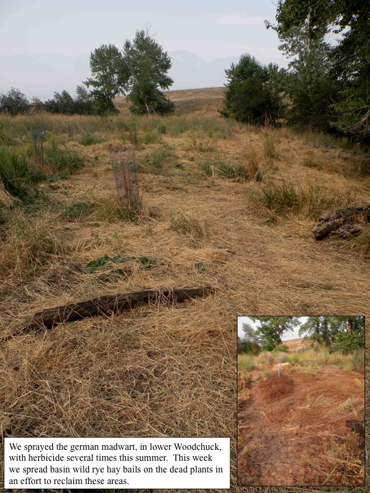 09-08-11 Willow Browse Deer Damage, Sandhill Cranes | MPG Ranch