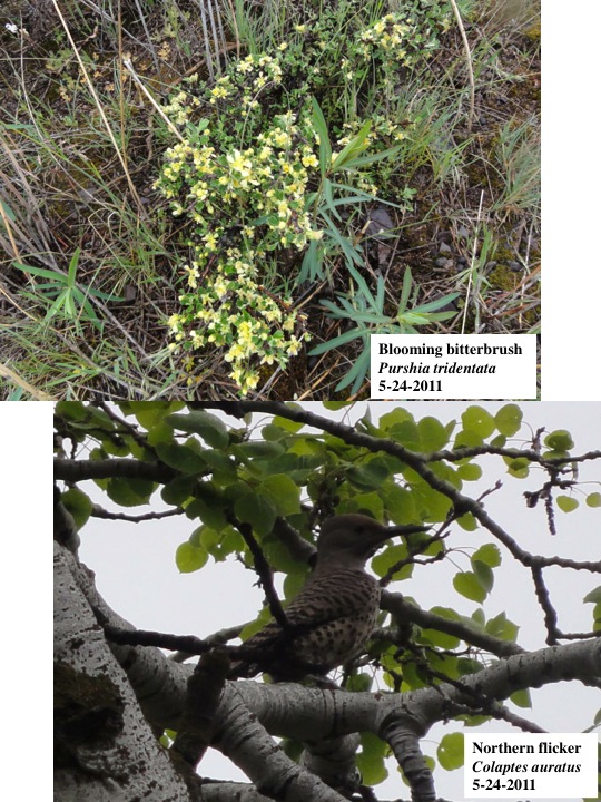 05-24-11 Long-eared Owl, Bitterbrush in Baldy Draw | MPG Ranch