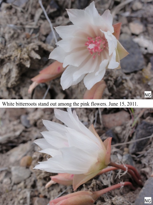 06-17-11 Blooming Bitterroot, Bitterbrush | MPG Ranch
