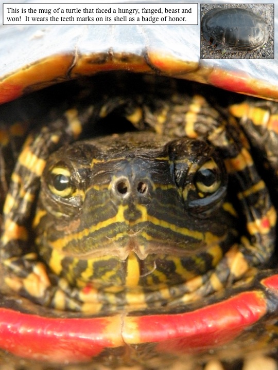 06-23-11 Bird Banding, Nesting Eastern Kingbird | MPG Ranch