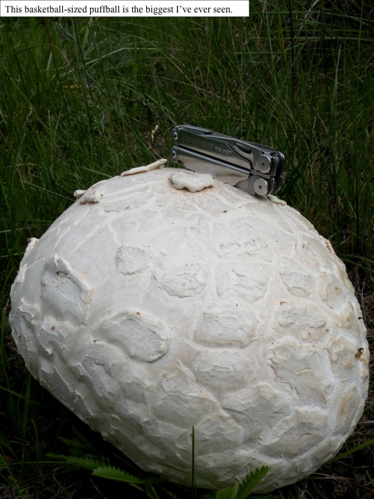 07-01-11 Verbenone Packets, Wildflowers | MPG Ranch