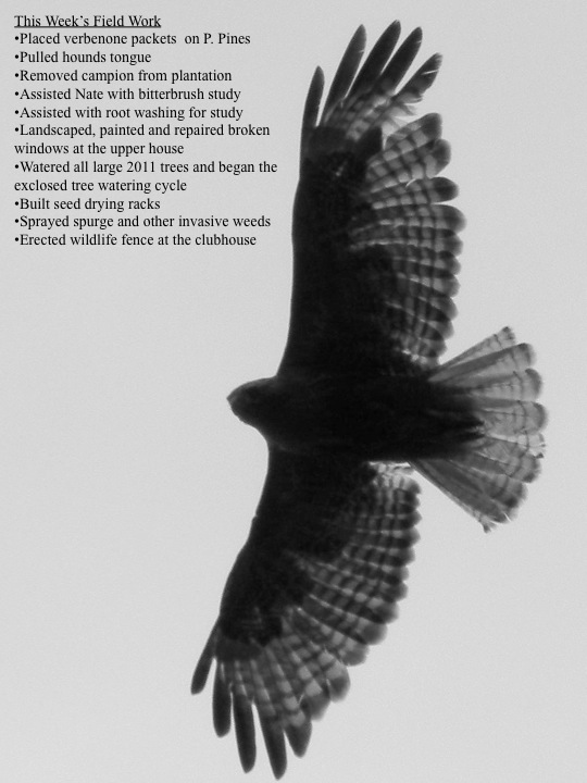 07-01-11 Verbenone Packets, Wildflowers | MPG Ranch