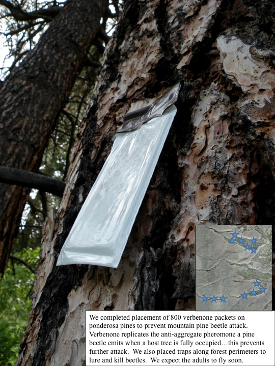 07-01-11 Verbenone Packets, Wildflowers | MPG Ranch