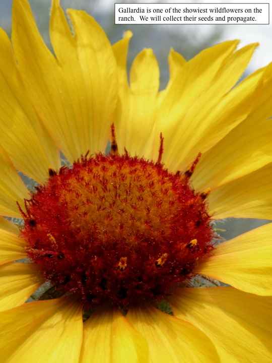 07-01-11 Verbenone Packets, Wildflowers | MPG Ranch
