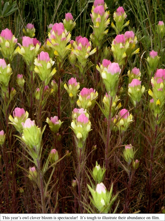 07-01-11 Verbenone Packets, Wildflowers | MPG Ranch