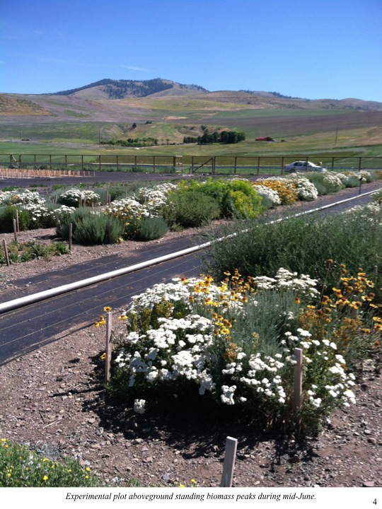 Exotic and Native Forbs: Plant Productivity, Soil Respiration, and Soil ...