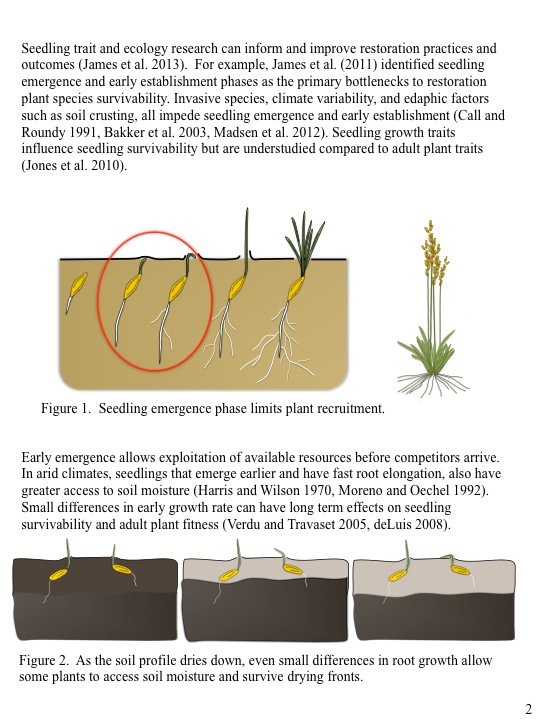 Seedling Functional Traits to Inform Plant Material Selection | MPG Ranch