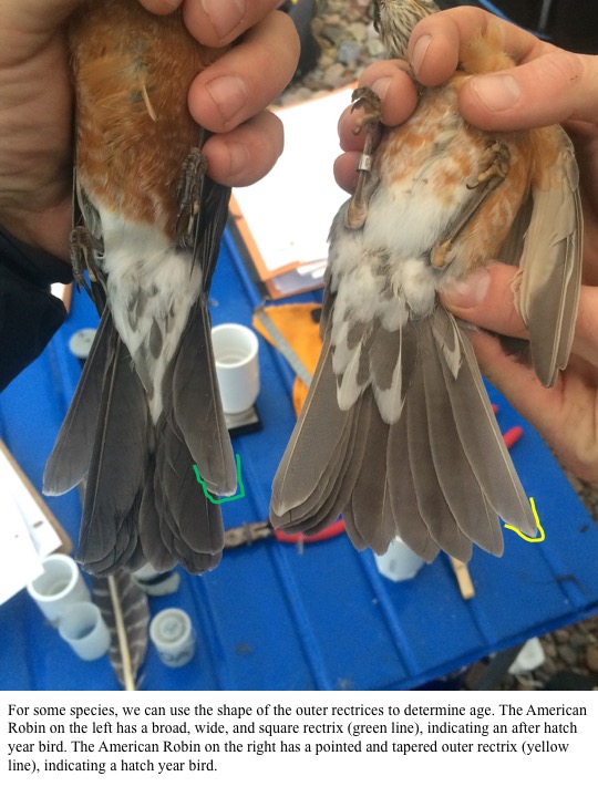 MOLT FOCUS REPORT 2015 | MPG Ranch