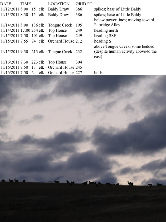 Elk Monitoring Update 11-18-11 | MPG Ranch