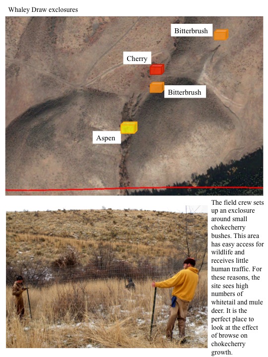Elk Monitoring Update 11-18-11 | MPG Ranch