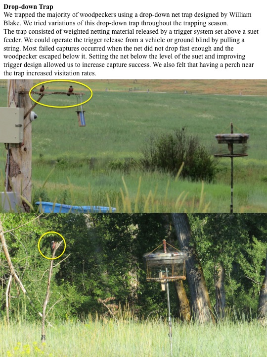 Lewis’s Woodpecker Trapping Research Update | MPG Ranch