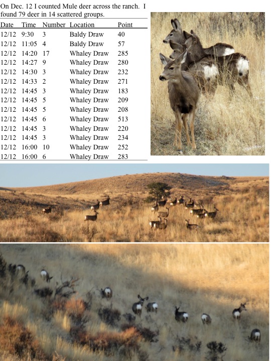 Elk Monitoring Update 12/16/11 | MPG Ranch