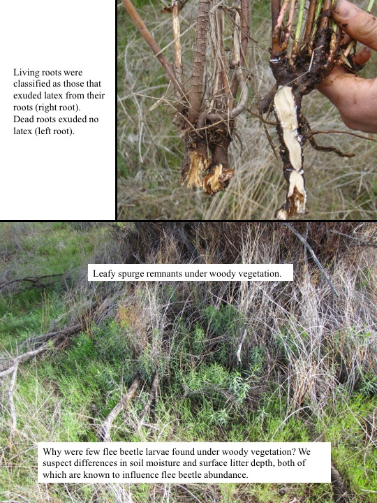 Leafy Spurge Vigor Decreases with Biocontrol Abundance | MPG Ranch